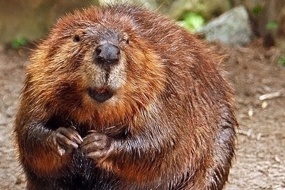 Destiny fans despair as latest patch causes Beaver errors | Eurogamer.net