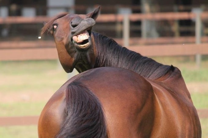 Dragon Age: Inquisition to add multiple playable races, mounts ...