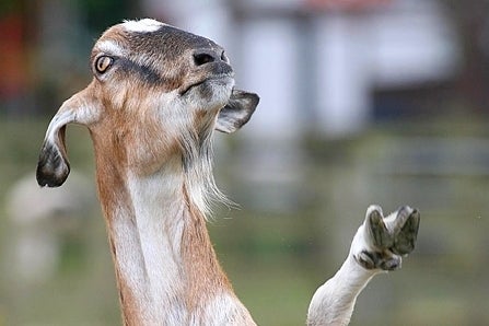 Goat Tongue Sticking Out