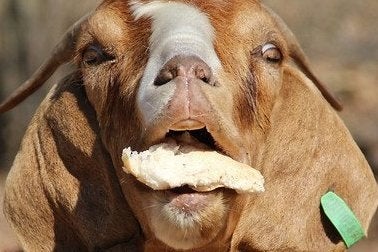 Goat Simulator and I Am Bread team up for GoatBread DLC | Eurogamer.net