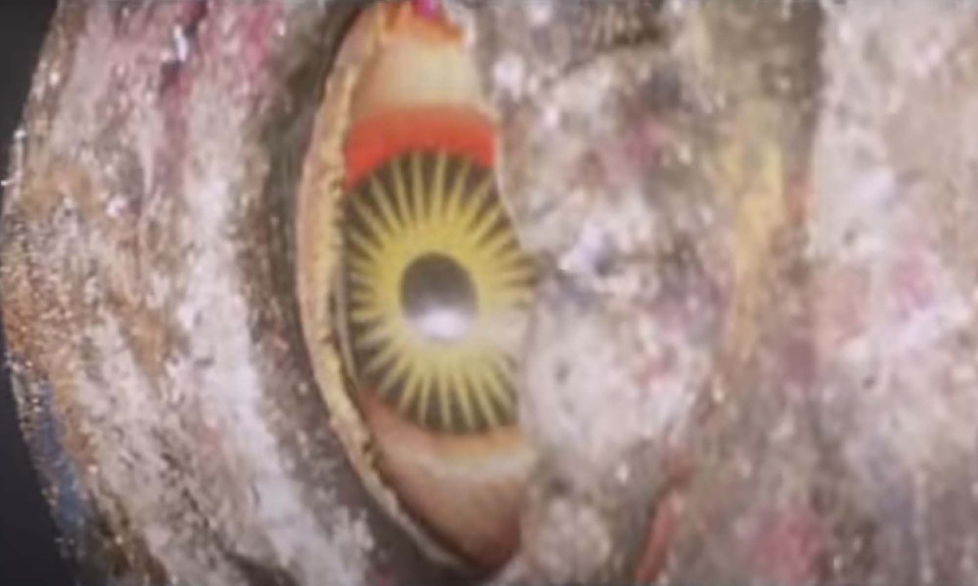 Forget Love Island, and say welcome to Godzilla Island - an rare ...