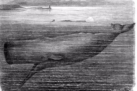 Interview with the video game whale | Eurogamer.net