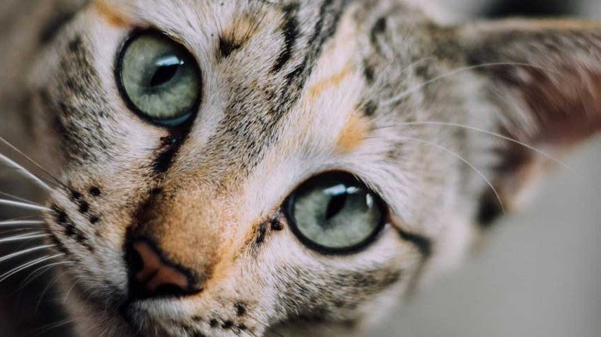 Overwatch's 'Jetpack Cat' may yet make an appearance, proving cats ...