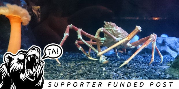Japanese Spider Crab
