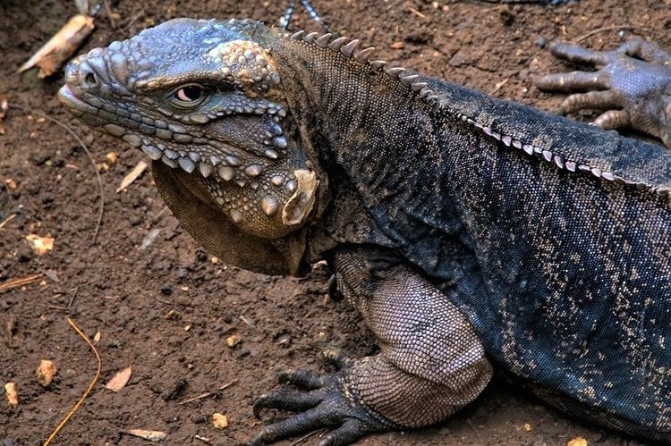 Lizard Squad vysvětlují motivy jejich shození PSN/Xbox Live | Eurogamer.cz