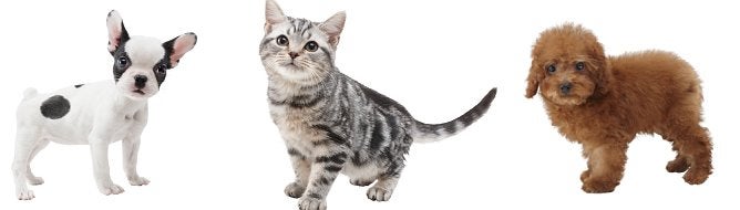 Iwata Asks: Nintendogs almost ended up on Wii, addition of Cats proved ...