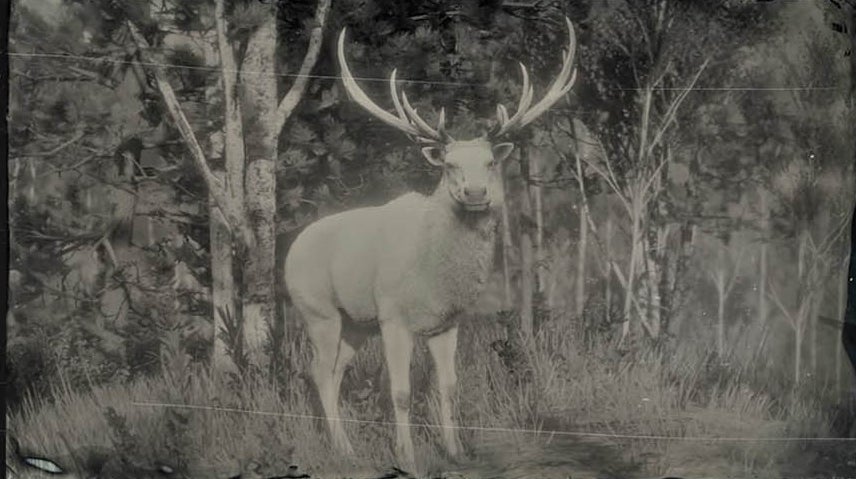 Red Dead Redemption 2 - legendarne zwierzęta: wapiti | Eurogamer.pl