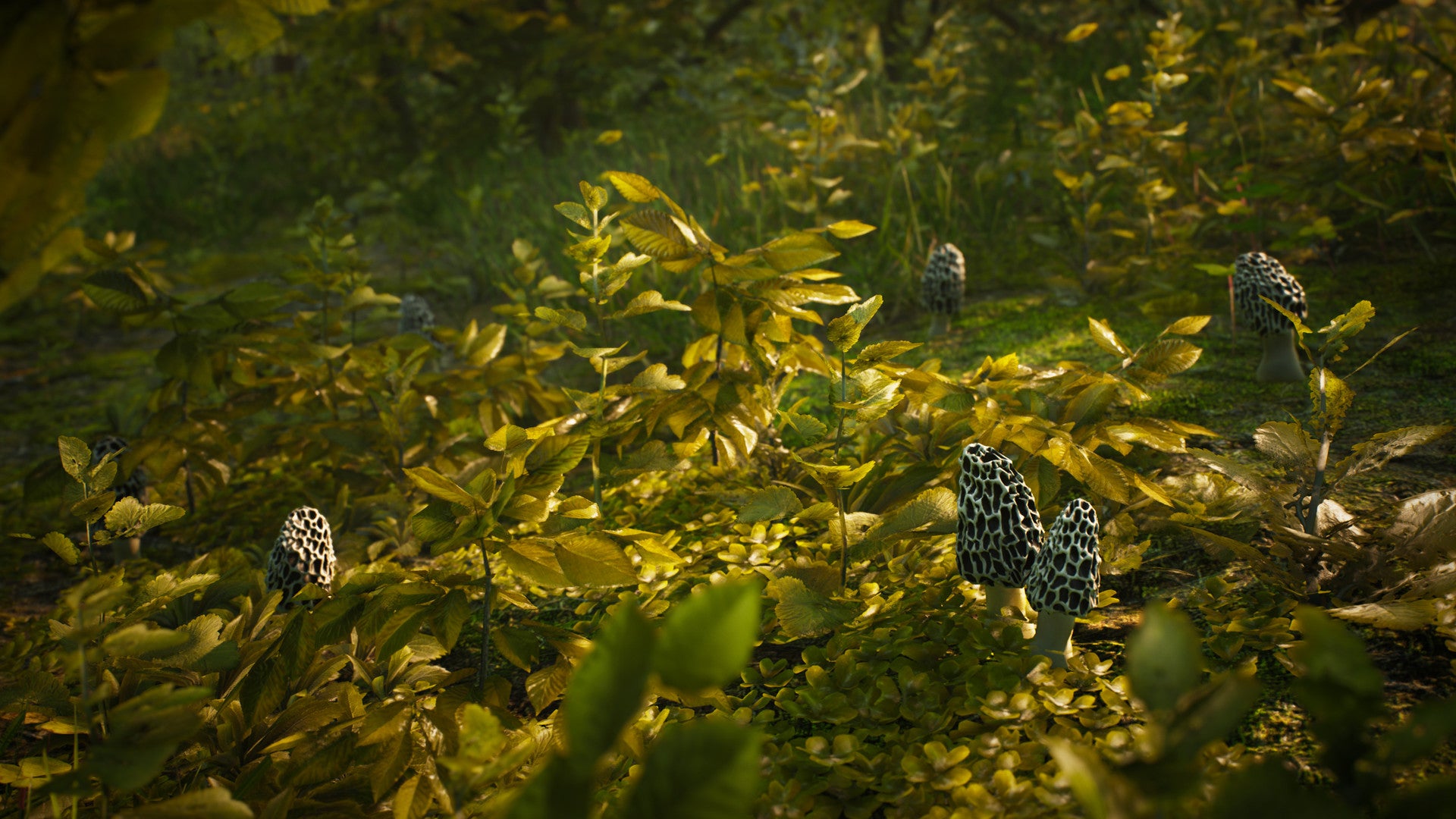 Morels: The Hunt | Rock Paper Shotgun