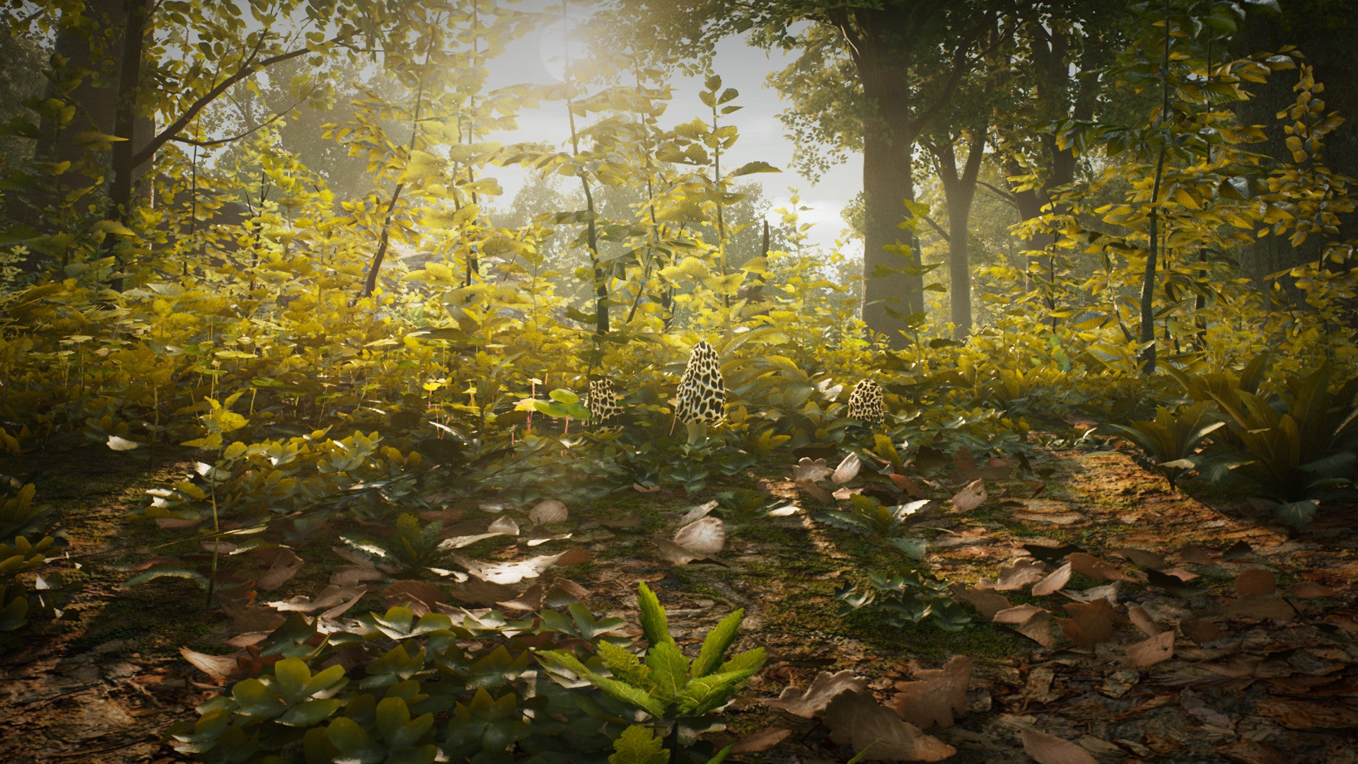 Morels: The Hunt | Rock Paper Shotgun