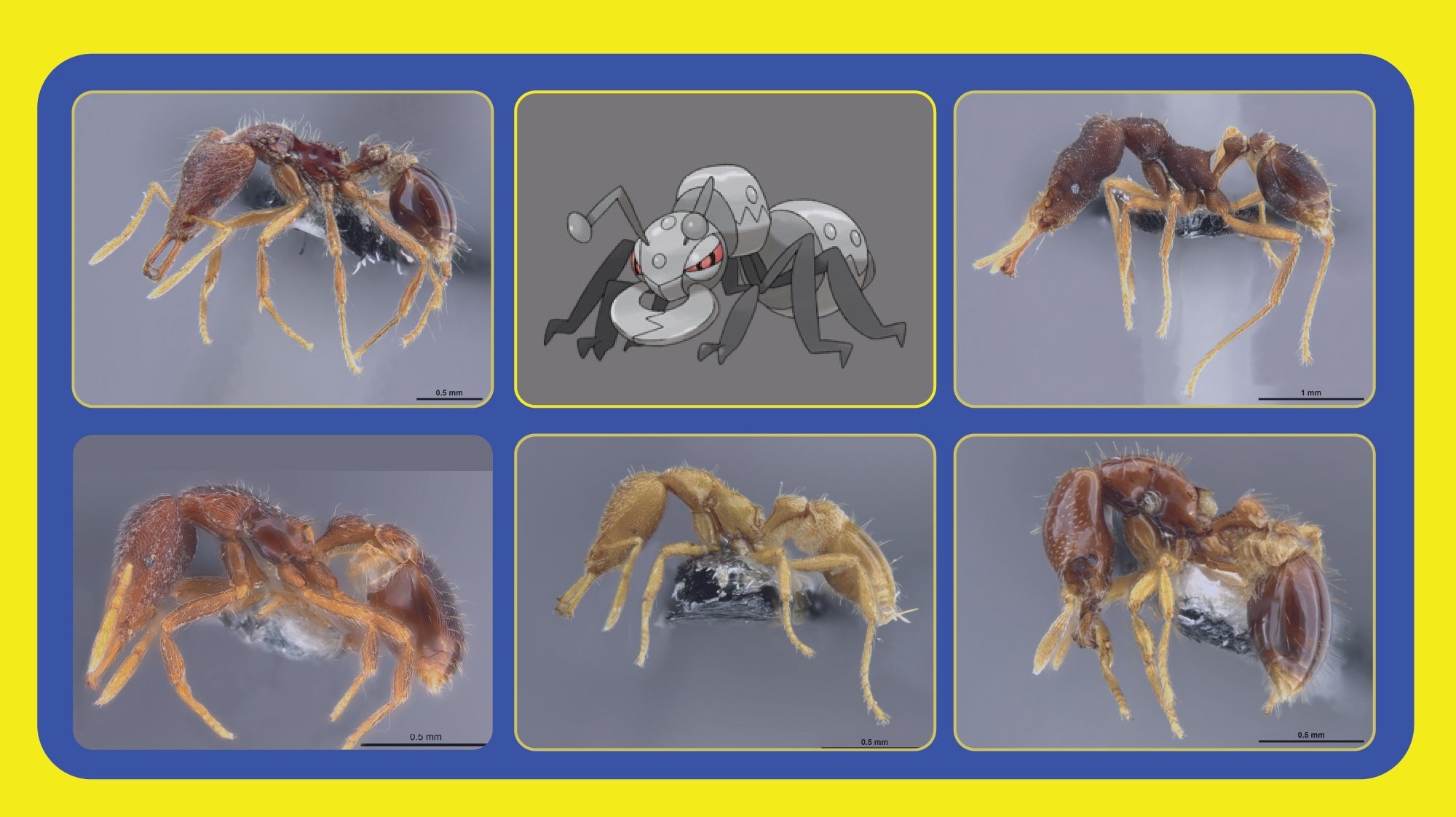 Scientists create poll to name real-life ants after Pokémon | Eurogamer.net